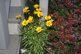 Gardener's Notebook: Coreopsis grandiflora ‘Baby Sun’