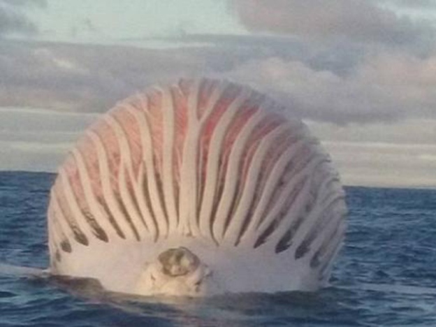 Ikan Paus Raksasa Muncul Di Tengah Lautan | Panas