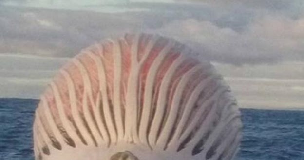 Ikan Paus Raksasa Muncul Di Tengah Lautan | Panas