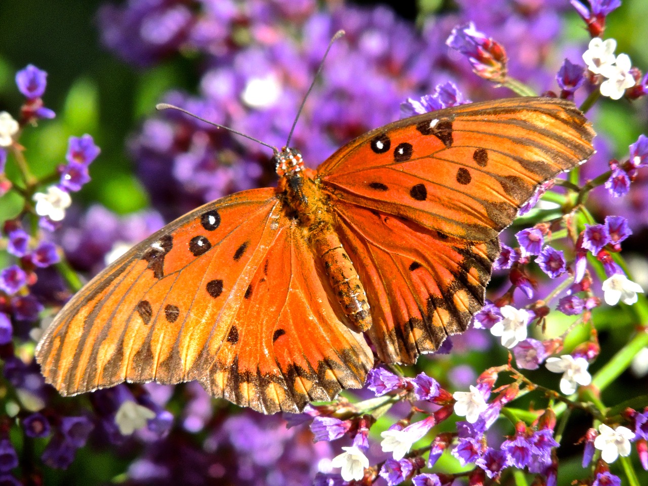 Phoenix Daily Photo: Visiting the Butterflies