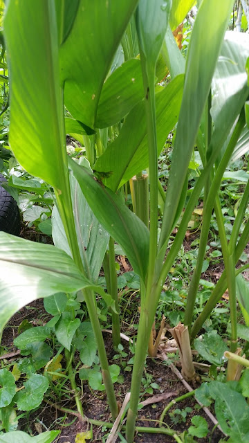 Warisan Petani: Pokok Temu Pauh.