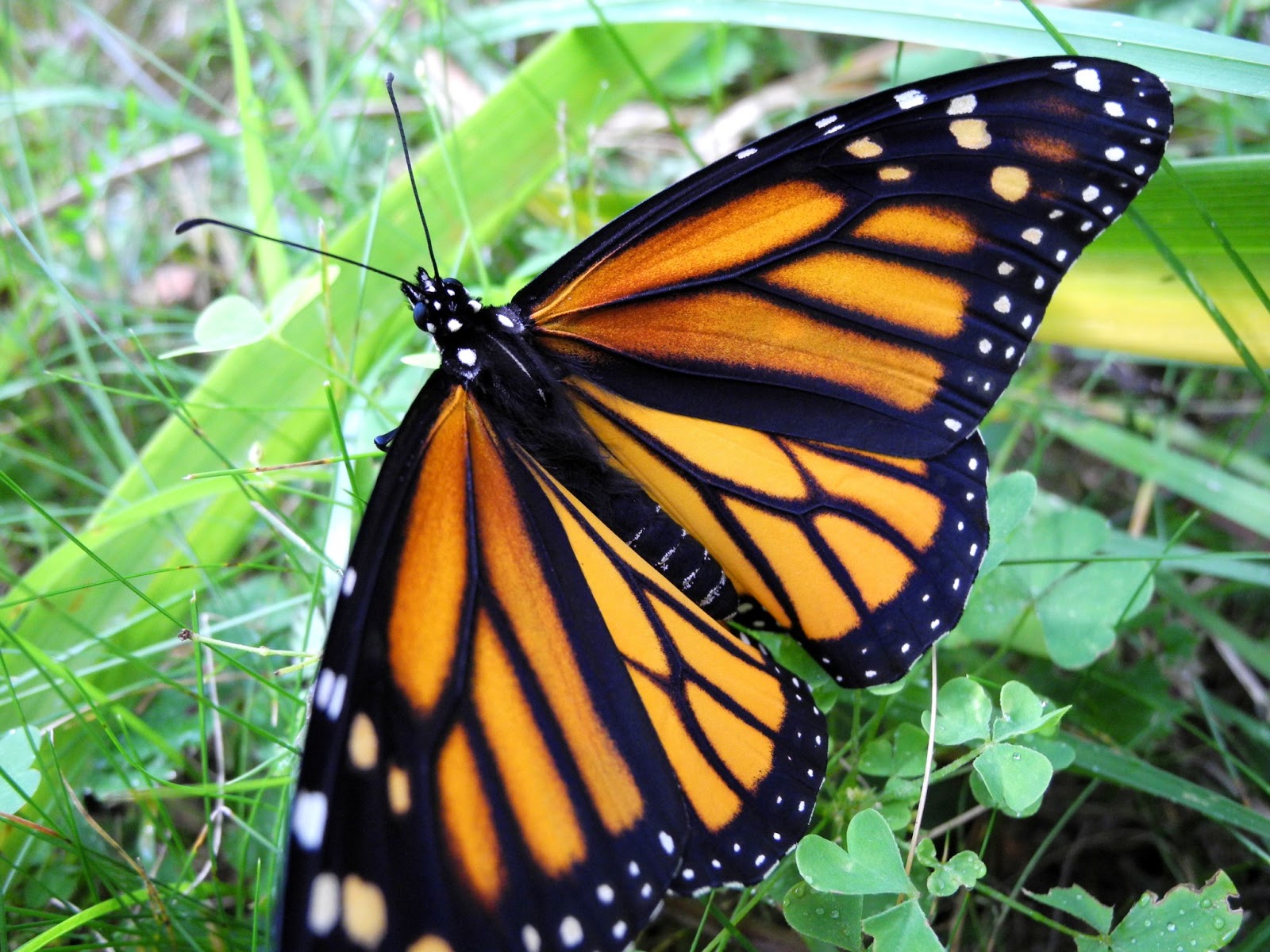 Random Petals : Butterflies