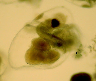 Ao Mar Biológico: Adaptações à vida planctônica