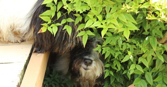 To Dog With Love: Hide and Seek Dogs!