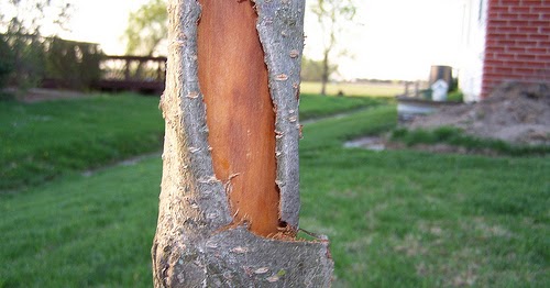 '18 : The leaves are the most sensitive organs of trees, but the bark ...