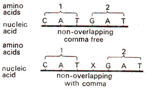 Genetic code | Definition, Characteristics, Table, & Facts ~ Biology 24/7