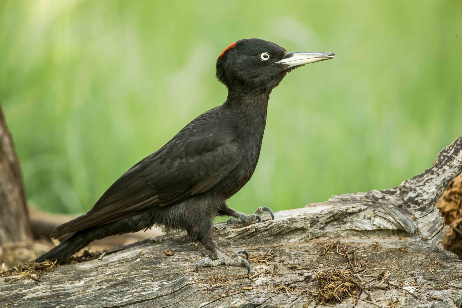 PITO NEGRO - Dryocopus Martius | Observatorio de la Naturaleza