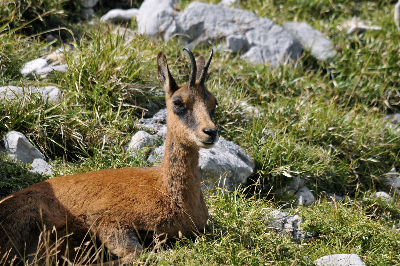 EL NIDO DEL XUAN: EL REBECO (Rupicabra rupicabra)