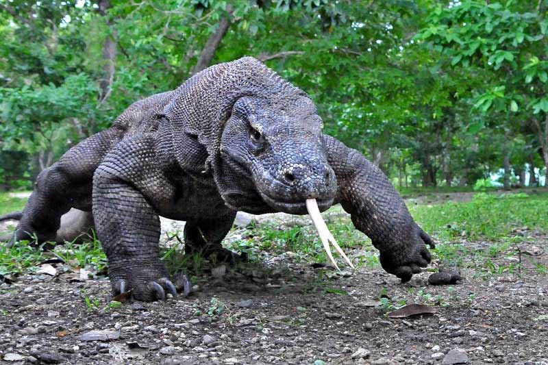 RoomajadMKKE: Komodo varaan