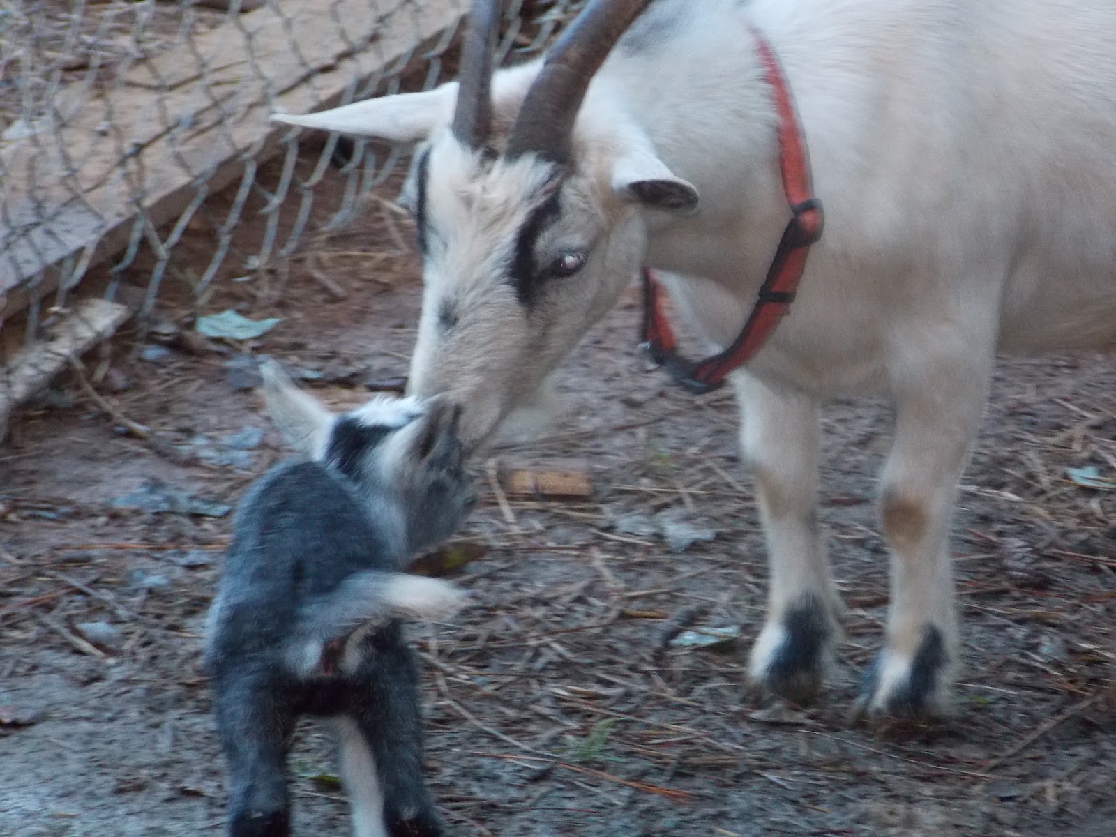 Family Best: We have new baby goats! Yay!