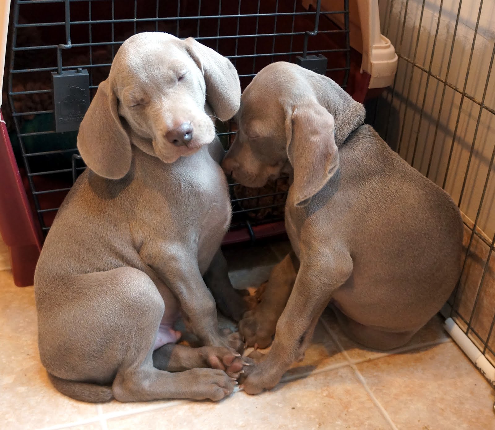 RoseWin Weimaraners: ROSEWIN PUPPY PACK 8 weeks old from CERVELO / LILY LITTER Jan 2012
