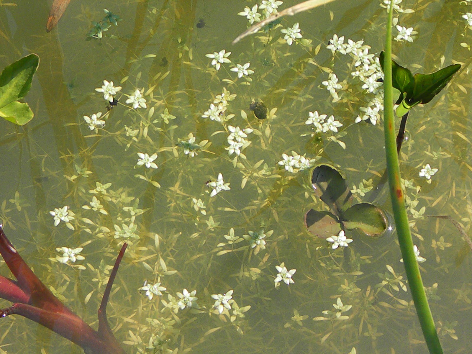 Oats Royd Nature Reserve – Halifax Scientific Society