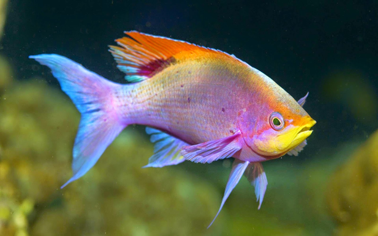 OSCAR FISH photos - wallpapers | the fun bank