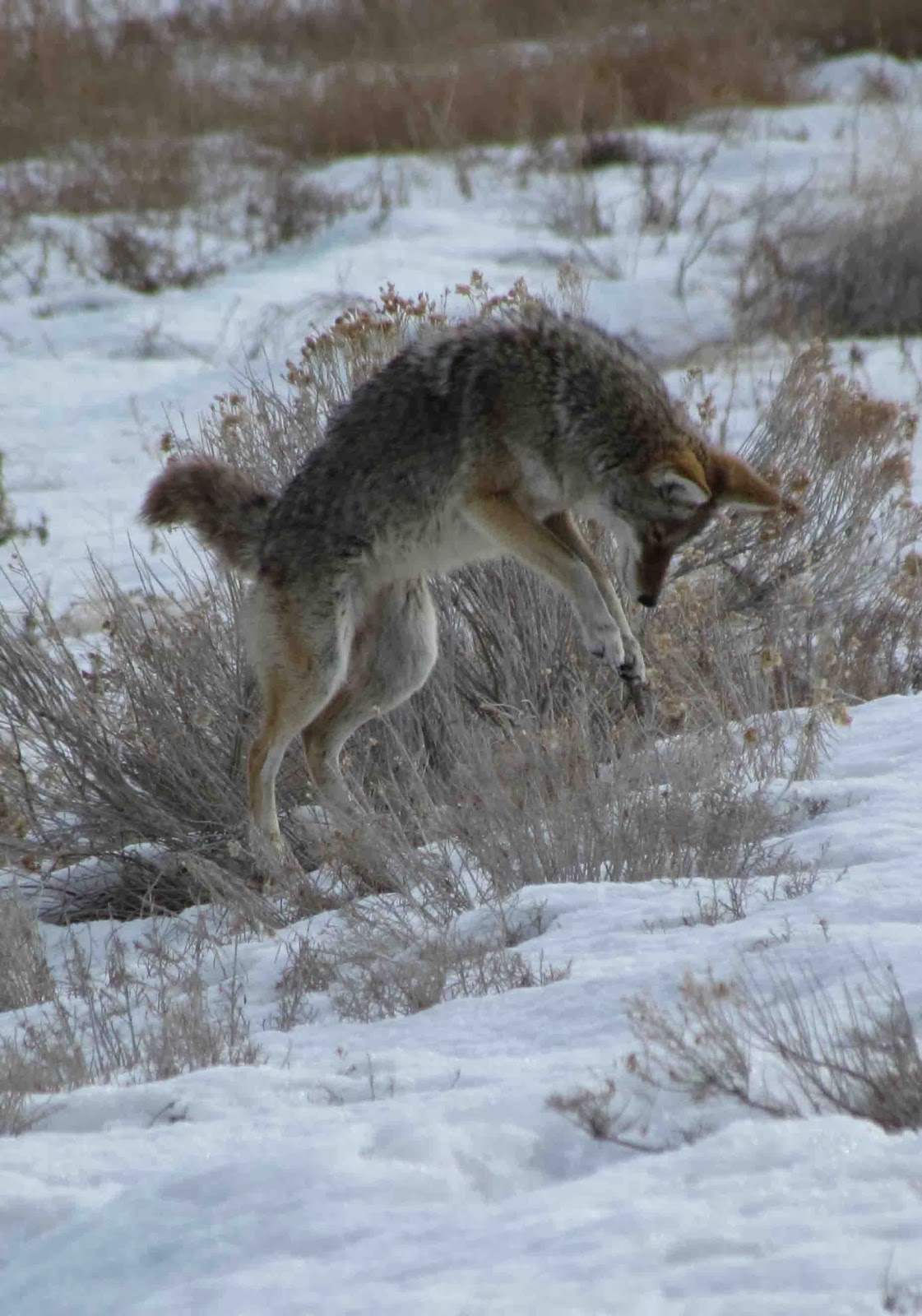 The 2014 Utah Adventure: Feb 2- Coyotes Close-up