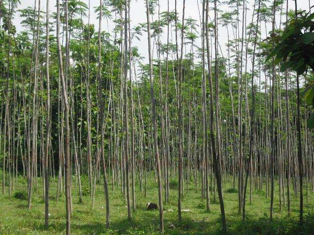 The transition of plant sengon to Jabon ~ Industry Plant Forest