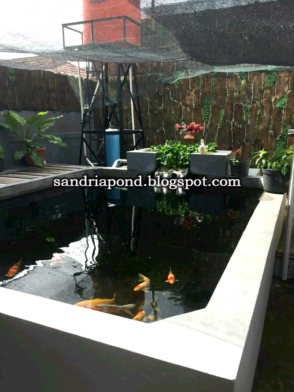 PROFESIONAL KOLAM KOI