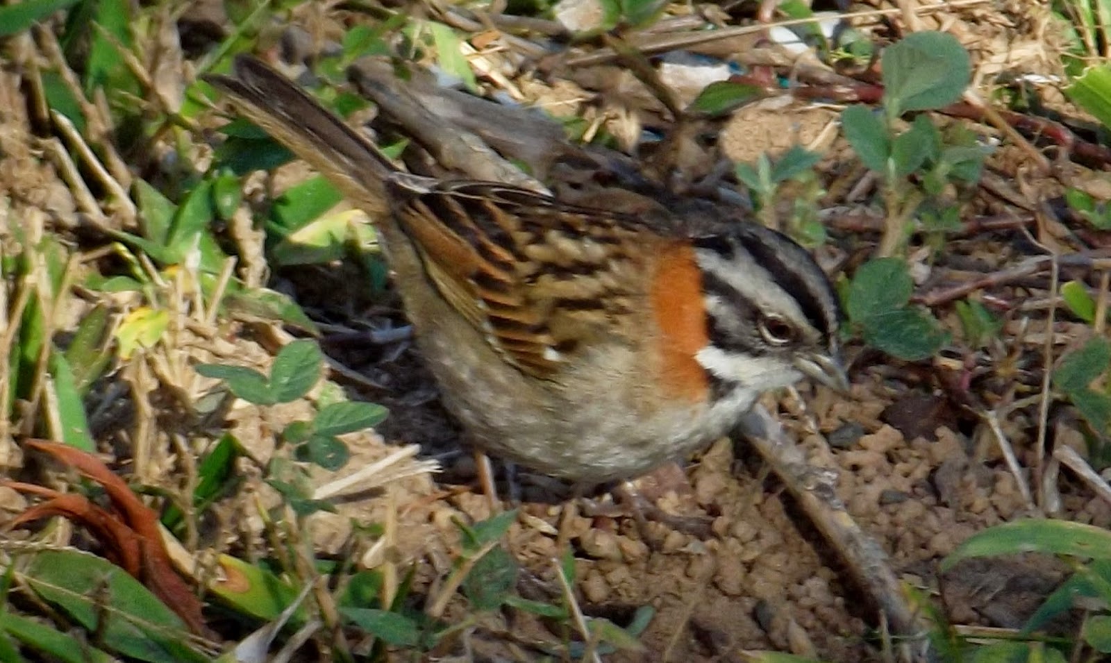 Tradições Populares das Vertentes: Tico-tico: passarinho atrevido
