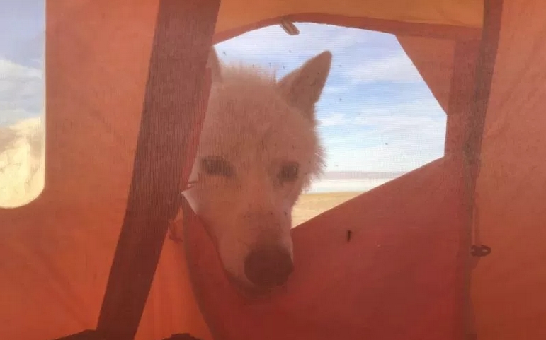 White Wolf : A curious Arctic wolf visits Ottawa biologist in his tent