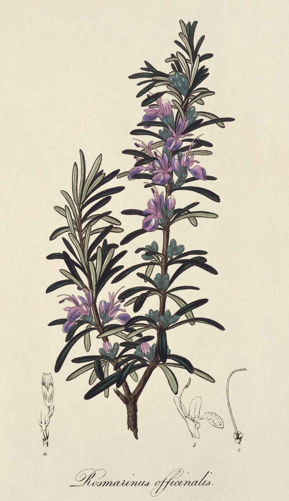 Elenor's Island: Illustration: Botanical Inspiration