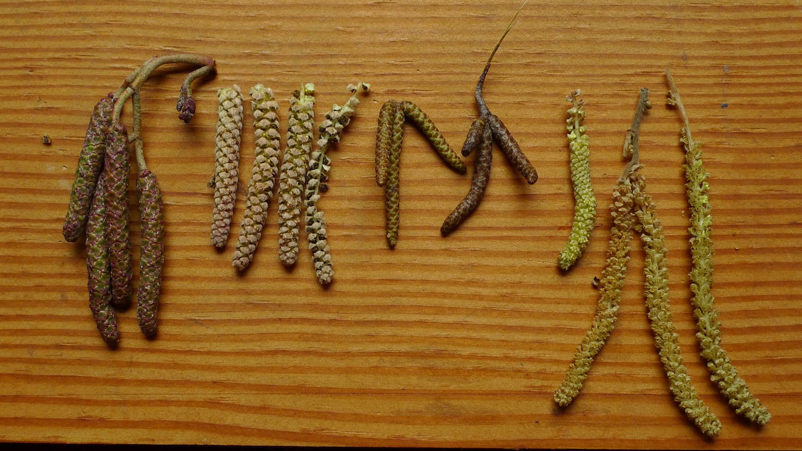 Harvesting birch seed pods for leaves...