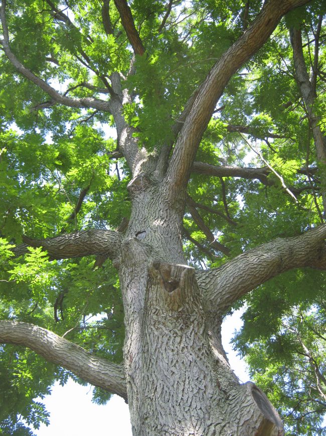 Future Plants by Randy Stewart: Gymnocladus - Coffee Tree