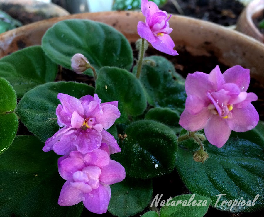 10 trucos para el cultivo de las violetas africanas | Plantas