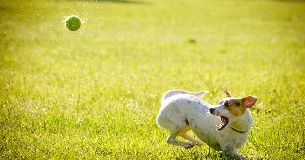 Snappy, the dog who saved my life ~ The Legendary Blog of Alfore