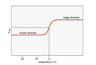 DNA Interactive:The DNA Structure: DNA Denaturation Curve