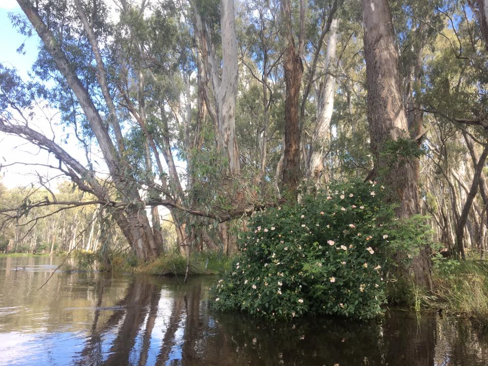 Murray River Kayak.: Murray river Paddle 2016 Day 18 Barham - Benjaroop