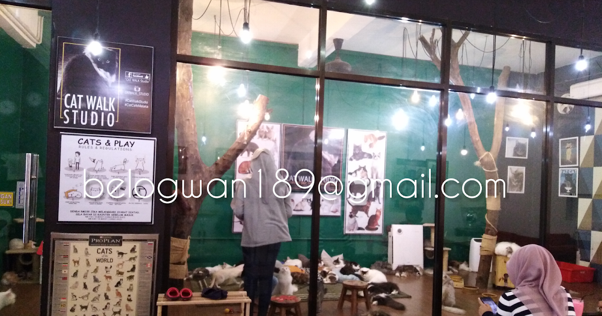 My HidOp: (MELAKA) Cat walk studio tempat untuk pencinta kucing!