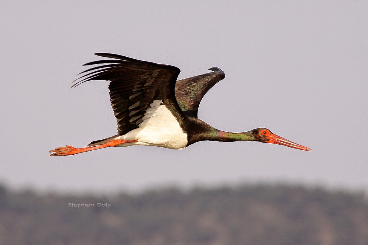 Spring Migration Tour on The Strait of Gibraltar with Stephen Daly ...