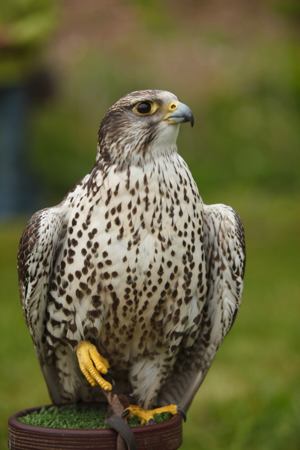 Most Dangerous Birds in the World - ORIENTATION ON HOW TO REAR ANIMALS