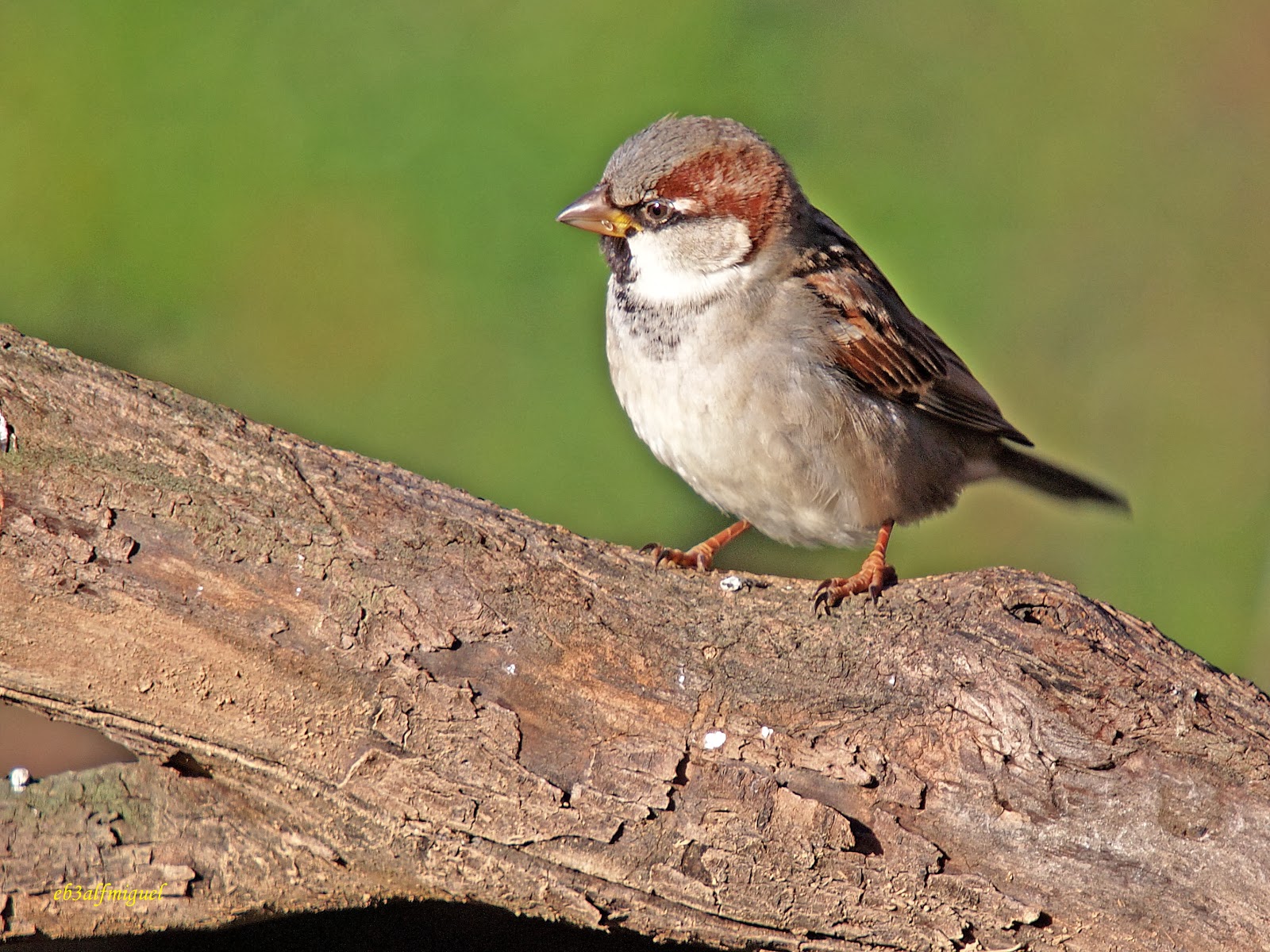 Miguel fotografia: Gorrión común (Passer domesticus)