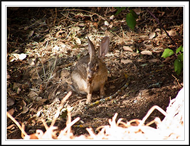 El ejemplar de la foto parece que ya casi ha pasado la enfermedad y lo ...