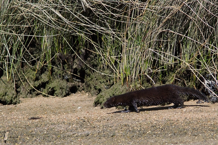 Fão Natural...: Vison-americano