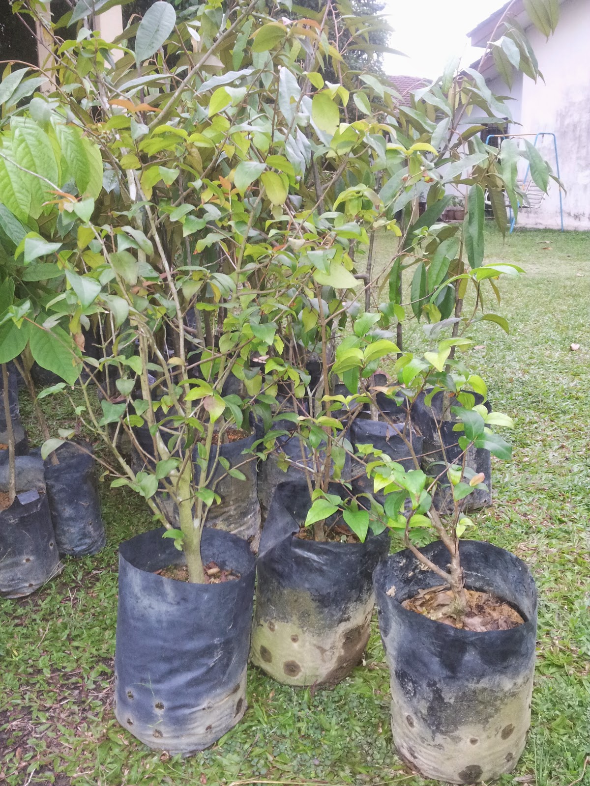 BUMI HIJAU NURSERY (002279488-D): Benih Cermai Belanda