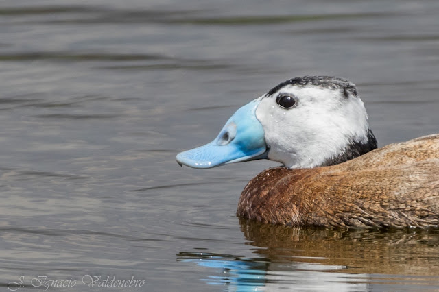 DocNatureBlog: El pato con el pico azul abultado y la cola elevada ...