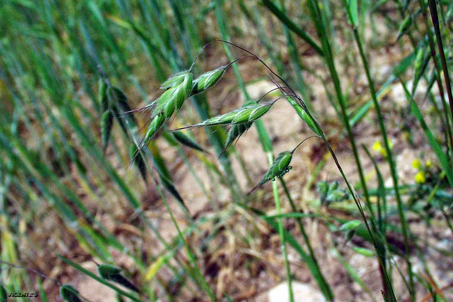 Las flores silvestres de Hormaza: abril 2014