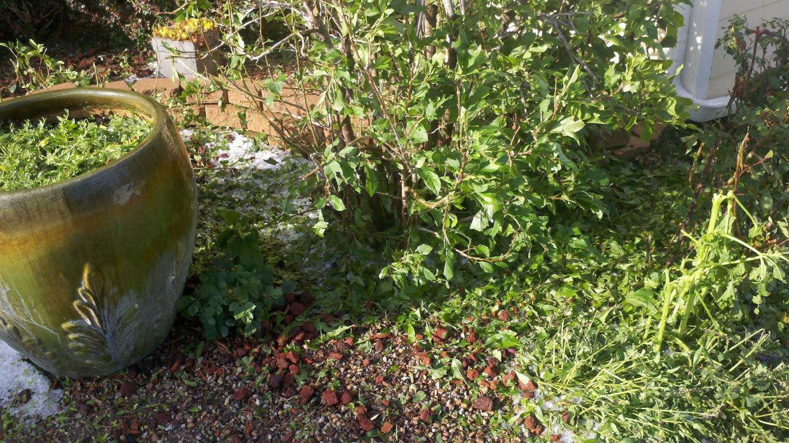 A Kansas Prairie Garden: Setbacks