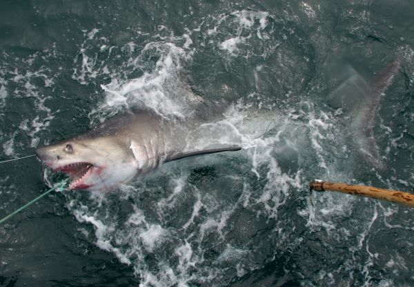Info-Junction Blog: Porbeagle Shark