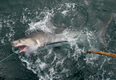 Info-Junction Blog: Porbeagle Shark