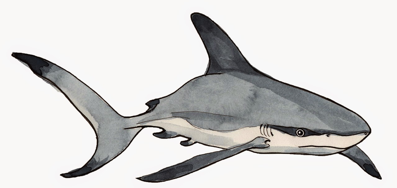 Garibaldi and The Farallon Egg War: Radioactive Farallon Sharks