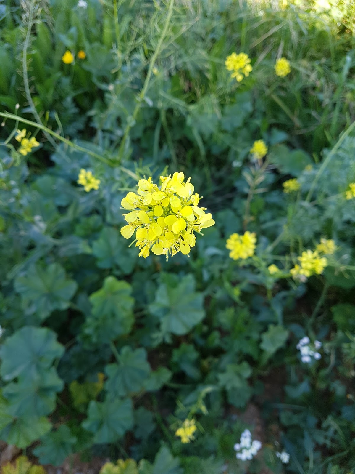 La luna de Ítaca: Jaramago