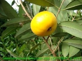 Semente do Mato: 15 Sementes de Uvaia-Orvalha