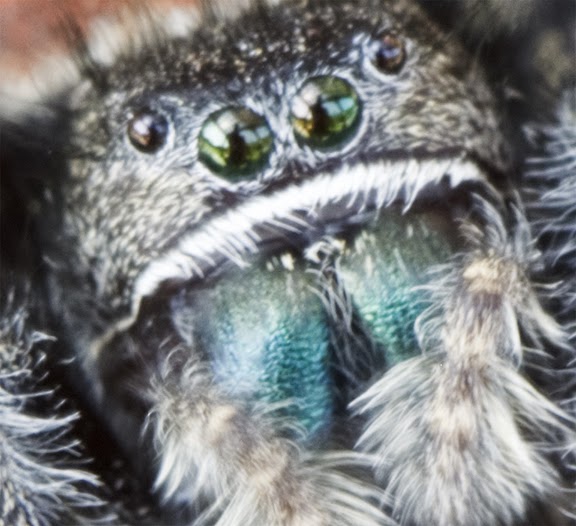 Jana Malinek Photography: Boreal Jumping Spider - Phidippus borealis
