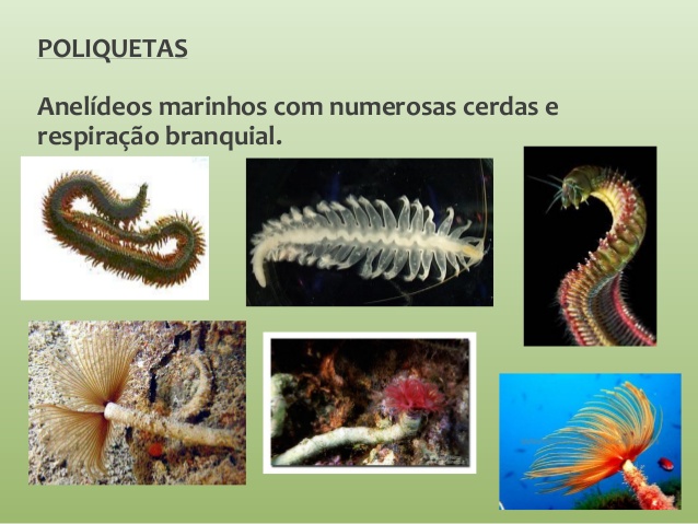 Filo anelídeos | Biologia: A ciência da vida