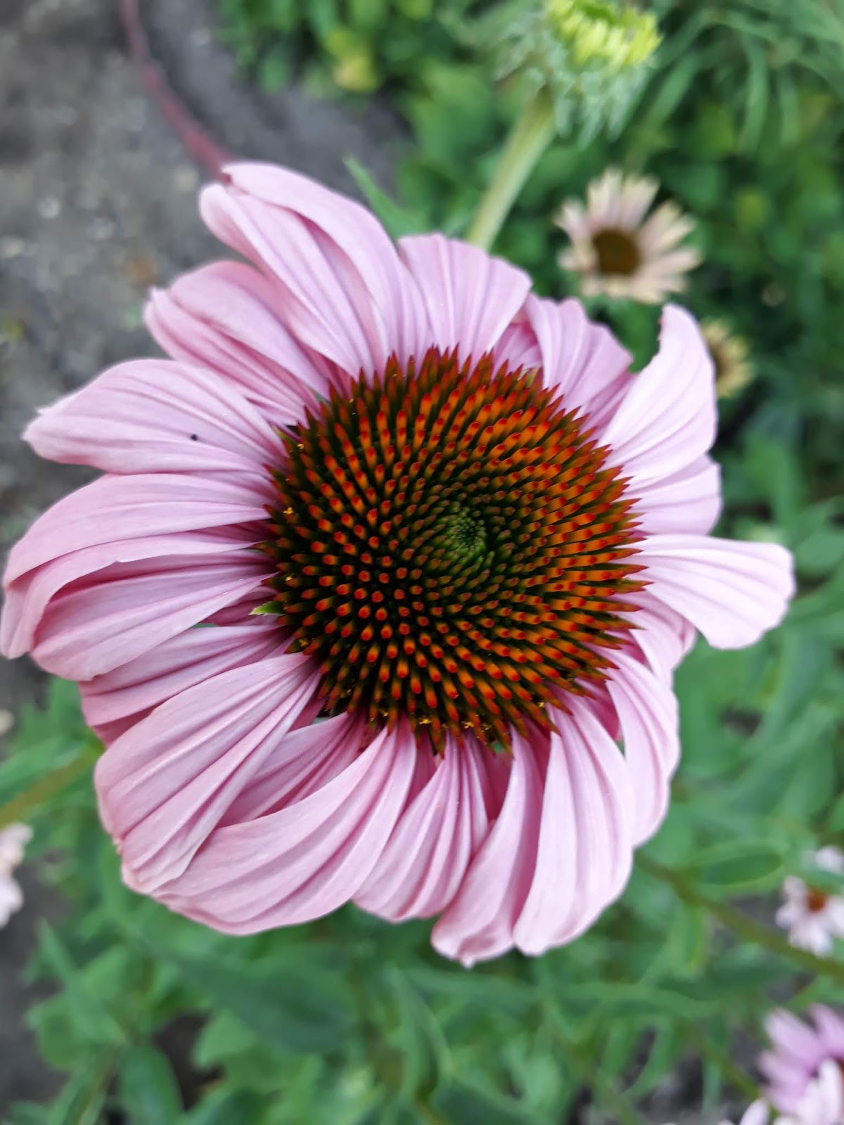 Pilk aeda: Purpur-siilkübar ehk punane päevakübar 'Bravado'