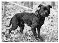 Terminologia APBT - PerrosGame