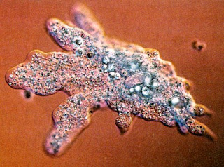 Biologeek: Filum Protozoa