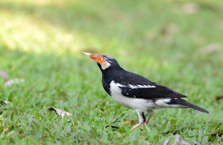 Jenis-jenis Burung Jalak ~ Kedai Kicau - Jack Bird Shop